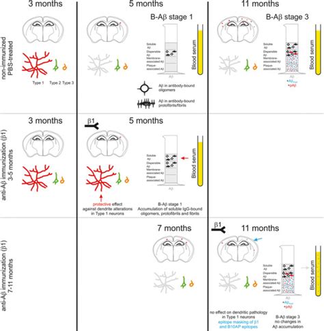 Effects Of β1 Antibody Treatment In App23 Mice Schematic Download