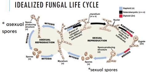 Bio 150 Fungi Flashcards Quizlet