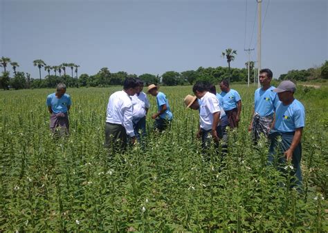 ကျောက်ဆည်မြို့နယ်တွင် မိုးရာသီဆီထွက်သီးနှံမျိုးစုံ ၄၀၆၃ ဧက စိုက်ပျိုးပြီးဖြစ် Information