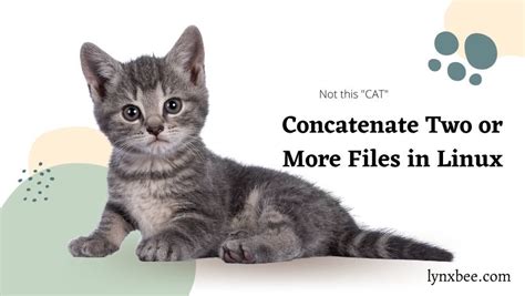 The Cat” Command In Linux Lynxbee Linux Embedded Android Wordpress Seo Digital Marketing