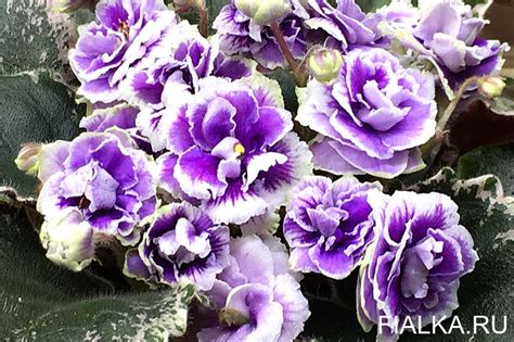 Фиалка Mac’s Jubilant Jamboree