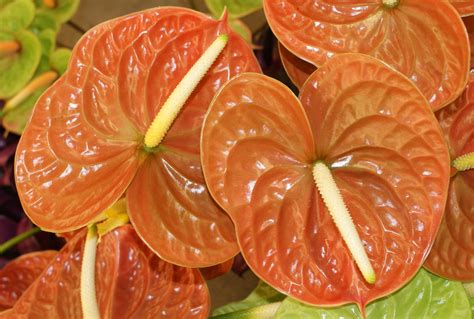 Антуриум (Anthurium): уход и описание — Азбука растений
