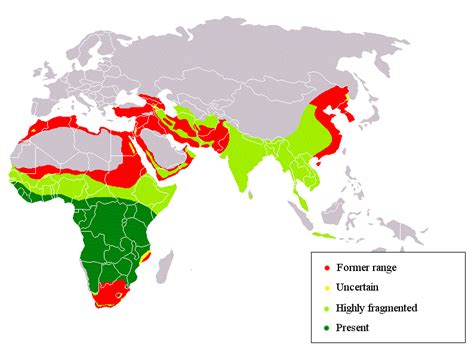 Leopard Carolina Tiger Rescue