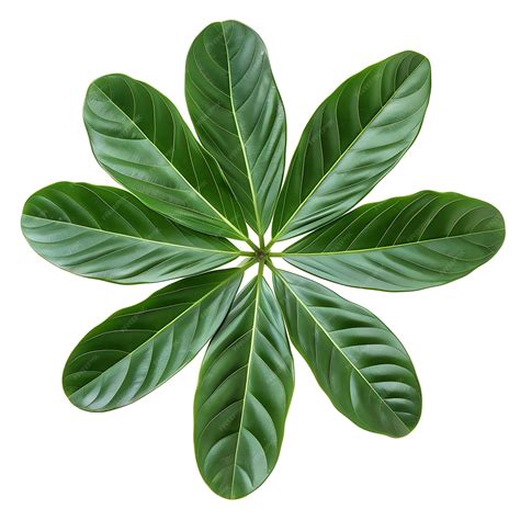 Premium Photo Isolated Schefflera Leaf With Compound Leaf Shape And