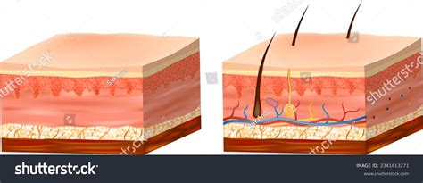인간 피부의 구조 Skin Anatomy 자세한 스톡 벡터 로열티 프리 2341813271 Shutterstock