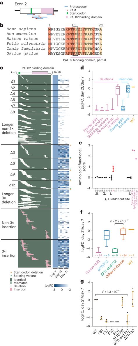 Using Brca2 Lohaps To Identify Critical Amino Acids By Crispr Mediated Download Scientific