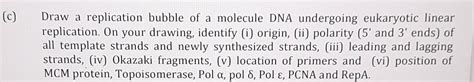 Solved C Draw A Replication Bubble Of A Molec