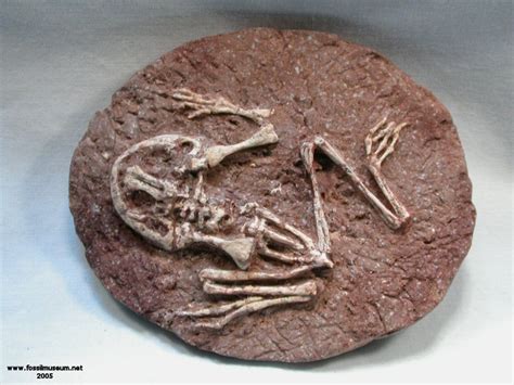 Cretaceous Period Fossils
