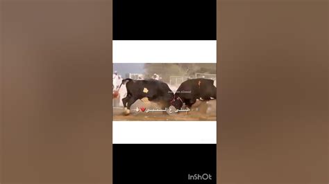 ونان مكاي Youtube