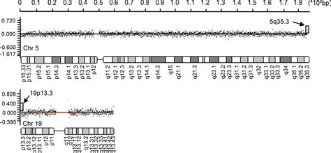 Or4f3 And Or4f17 Amplifications A Chromosome View Of The Cgh Array
