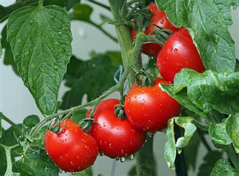 Complete Guide To Growing And Developing Kumato Tomatoes