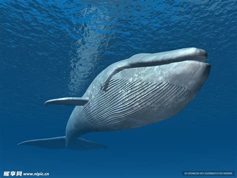 鲸鱼摄影图海洋生物生物世界摄影图库昵图网 鲸鱼摄影图海洋生物生物世界摄影图库昵图网
