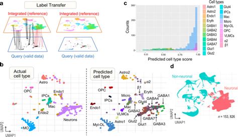 Unveiling Hypothalamic Molecular Signatures Via Retrograde Viral Tracing And Single Cell