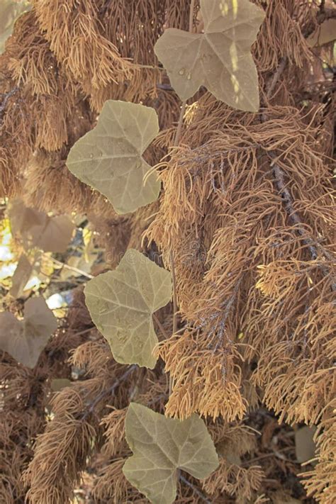 Infrared Image Of Juniperus Chinensis Leaf Crawling With The Creeping Ivy Gourd Plant Stock