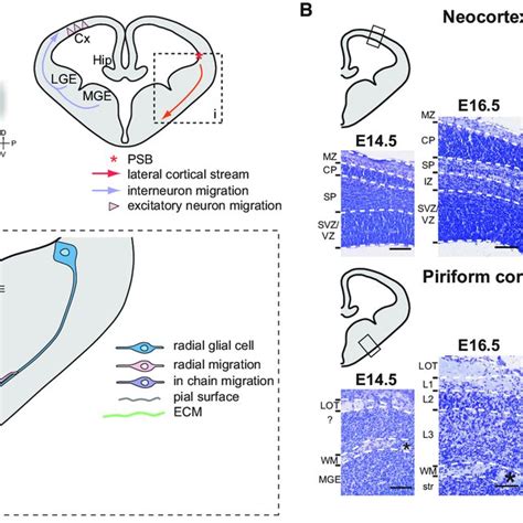 Comparison Of Developing Neocortex And Piriform Cortex A Main Download Scientific Diagram