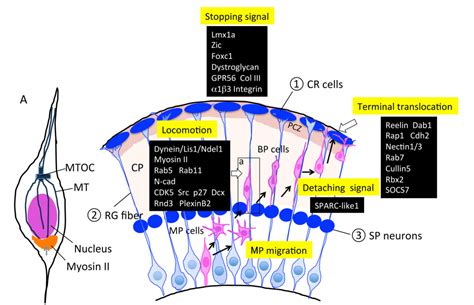 Figure 4 From Molecular Pathways Underlying Projection Neuron Production And Migration During