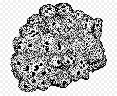 Sponge Drawing At PaintingValley Com Explore Collection Of Sponge Drawing