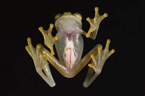 See Through Frog