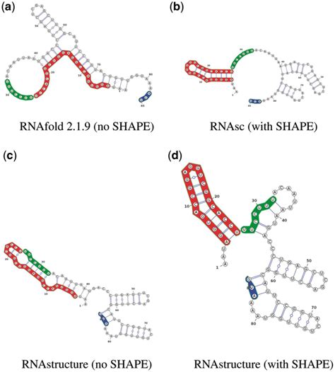 Secondary Structure Predictions Of Domain 5 Of Wild Type Fmdv Ires Download Scientific Diagram
