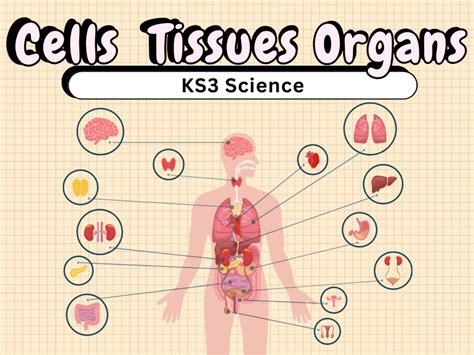Cells Tissues Organs Ks3 Science Bundle Teaching Resources