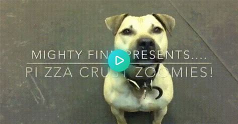 Pitbull Rescued From Fighting Ring Is Given His First Treat And Loses His Mind  On Imgur