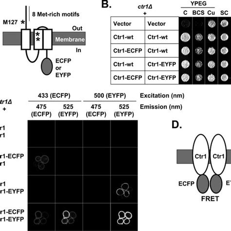Ctr1 Mutant Defective In Copper Uptake Enhances Cellular Accumulation Download Scientific