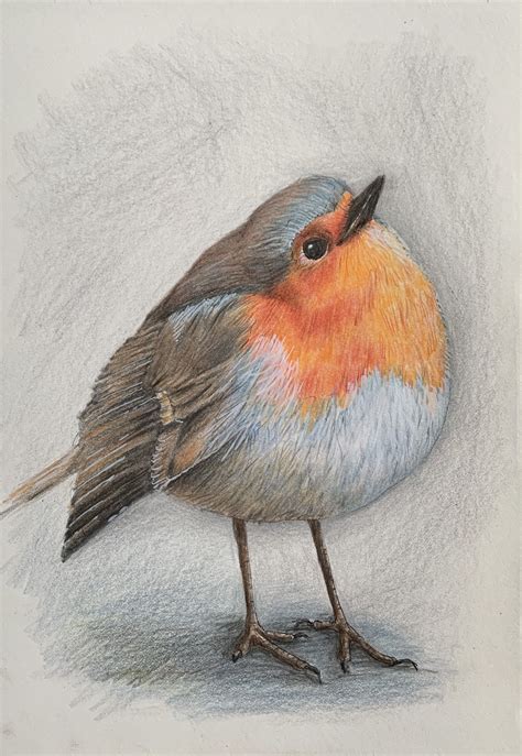 Vibrant Bird Drawing Bird Drawings Colored Pencil Bird Drawings