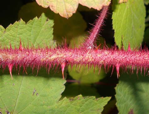 Wineberry Natick Ma Official Website