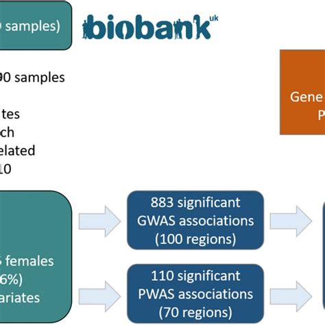 Analysis Workflow From The Uk Biobank Cohort ~ 500 K Individuals We