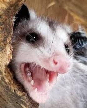 Science Fact Of The Day Opossums Have 50 Teeth