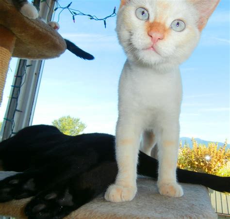 Flame Point Siamese Kitten