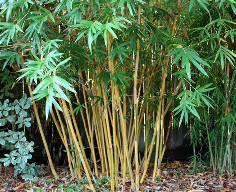 Bamboo Geek: Notes from a radio interview: Top seven clumping bamboo ...
