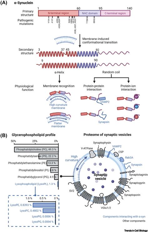 α Synuclein Condensation In Synaptic Vesicle Function And Synucleinopathies Trends In Cell Biology