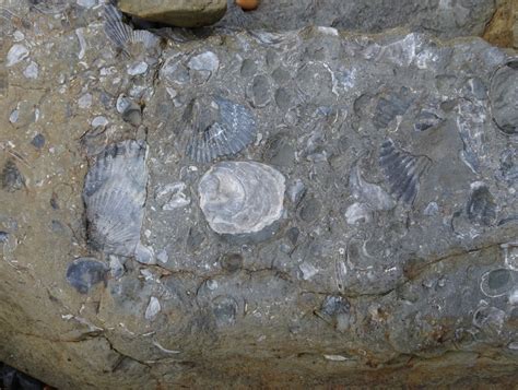 Fossils Fossils That Look Like Shells
