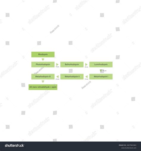 Diagram Showing Stages Visual Cycle Rhodopsin Stock Vector Royalty Free 2427941561 Shutterstock