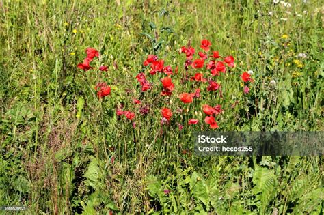 아편 양귀비 또는 양귀비 속 Somniferum 꽃 피는 꽃 식물과 꽃이 피고 쪼그라 든 밝은 붉은 꽃이 키가 큰 잔디 사이의 집 정원에 심었습니다 0명에 대한 스톡 사진