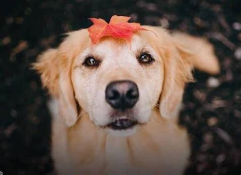 لخت شدن یک دختر جلوی سگ بخاطر سکس عکس