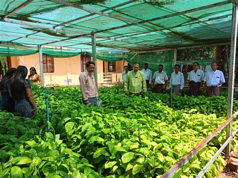 သရက်ချောင်းမြို့နယ်တွင် ရိုဘတ်စတာကော်ဖီ ၂၇၄ ဧက တိုးချဲ့စိုက်ပျိုးရေးအတွက် ပျိုးပင်ပျိုးထောင