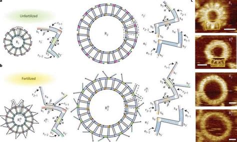 Self Replicating Nanostructures Made From Dna Science Articles Fun