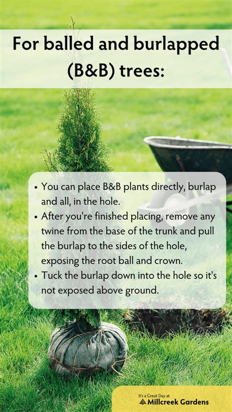 Tree Planting Guide Millcreek Gardens