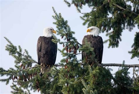 Female Bald Eagle Identification Birding Insider