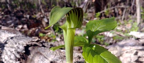 The Secret Sex Lives Of Plants BBC Earth