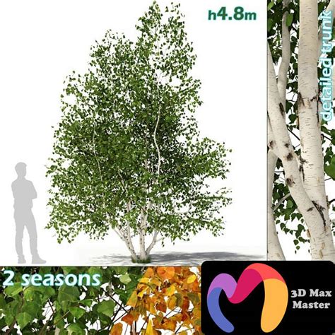 Betula Pendula Multi Stem V02 3dmaxter