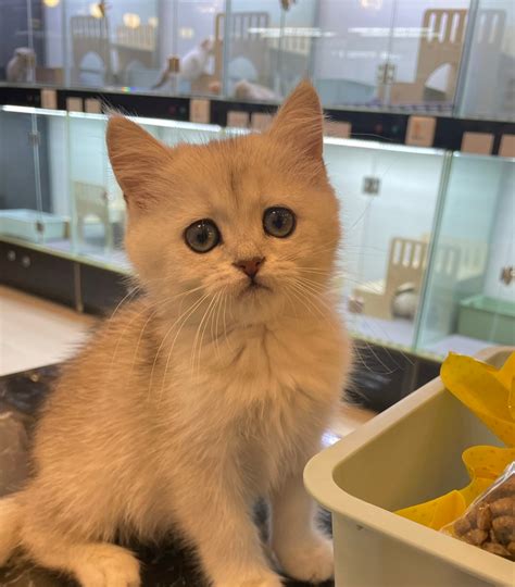 세종 브리티쉬숏헤어 고양이분양 후기 감자 동생 ♥ 분양후기