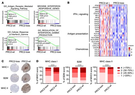 Antigen Presentation And Ifn γ Pathway Genes Are Diminished In Download Scientific Diagram