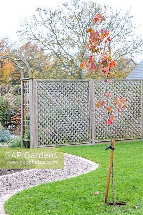 Fitting A Metal Tree Guard By GAP Photos GAP Gardens