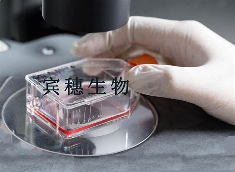Tb 1 Lu 蝙蝠肺细胞价格详情介绍 960化工网 960化工网