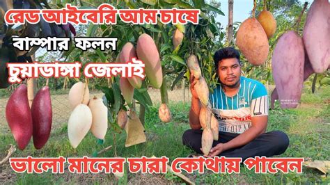 রেড আইবেরি আম চাষ পদ্ধতি ও ভালো মানের চারা কোথায় পাবেন মোল্লা নার্সারি হৃদয়ের কৃষি Youtube