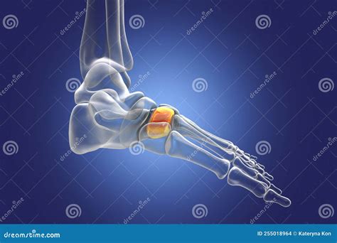 Intermediate Cuneiform Bone Of The Foot 3d Illustration Stock Illustration Illustration Of