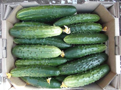 Купить огурцы оптом куплю огурцы оптом от производителя